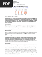 Class 4 Teeth and Their Structure Worksheet | PDF | Tooth | Tooth Enamel