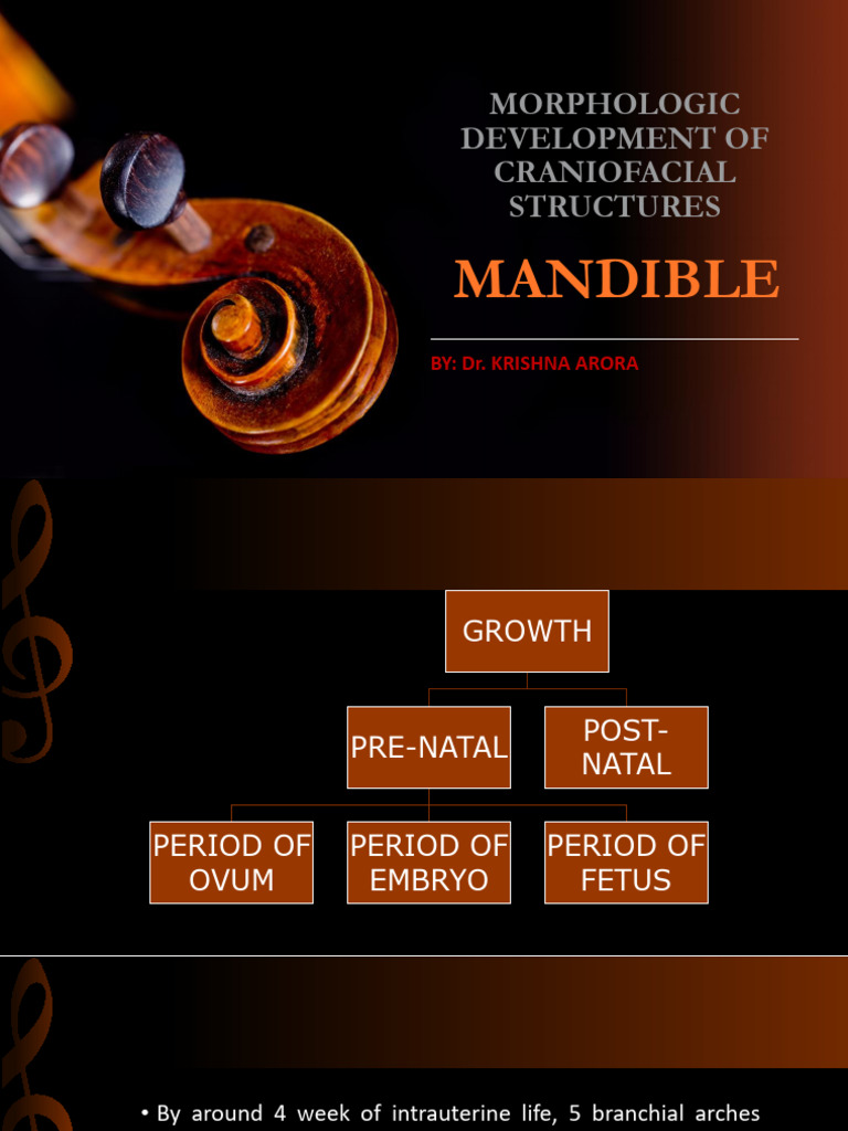 Development of Mandible | PDF | Musculoskeletal System | Skeletal System