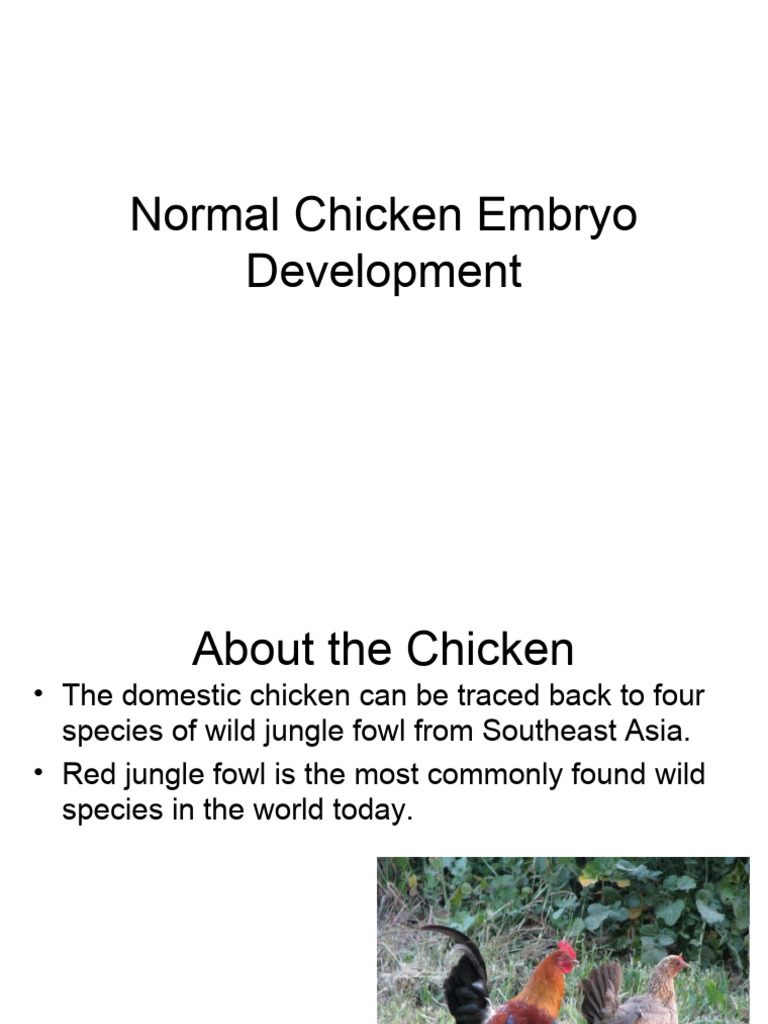 Chicken Embryo Development | PDF | Chicken | Ovary