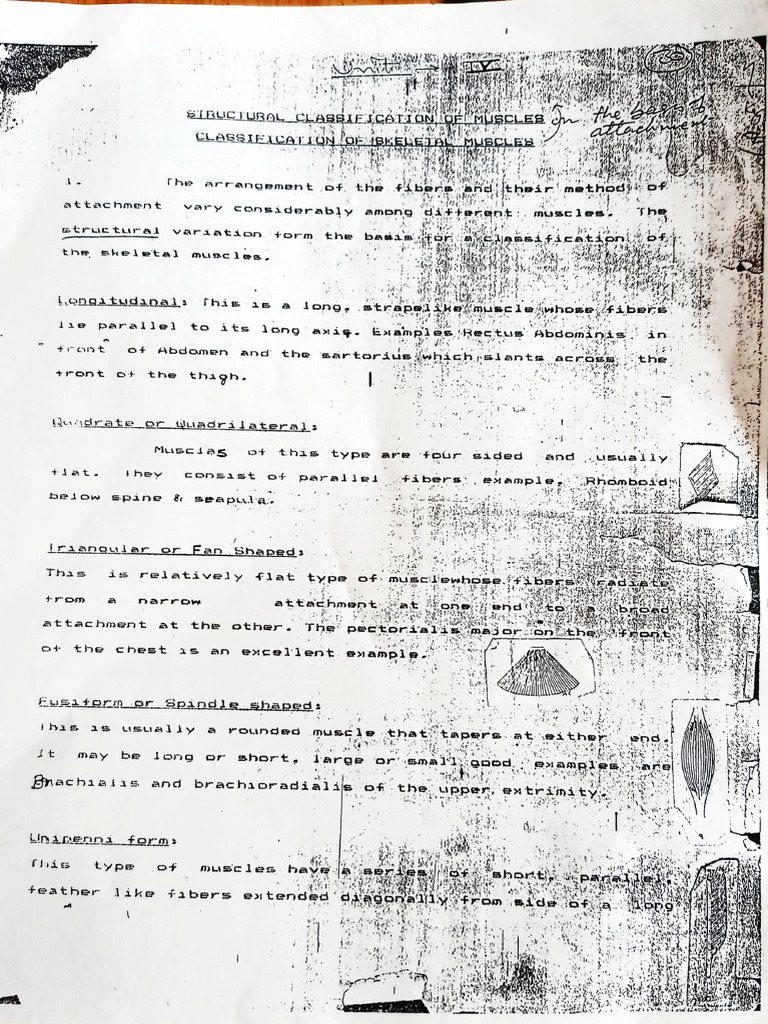Structural and Functional Classification of Muscles | PDF