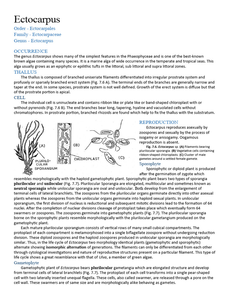 Ectocarpus | PDF