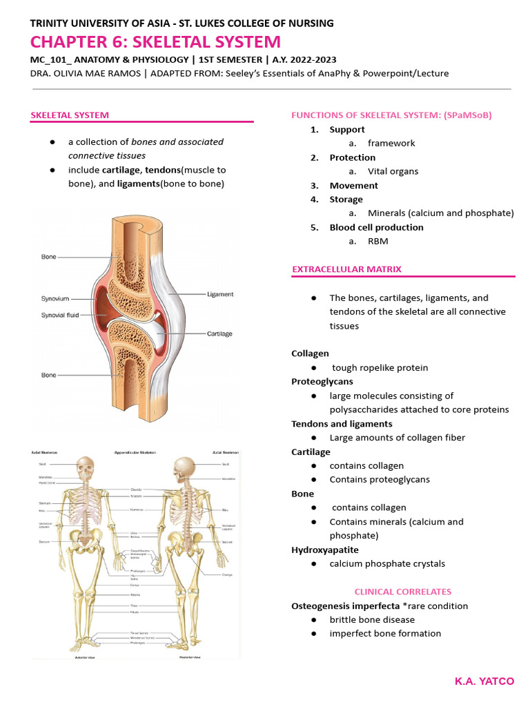 Chapter 6 Skeletal System 1 | PDF | Vertebra | Anatomical Terms Of Motion