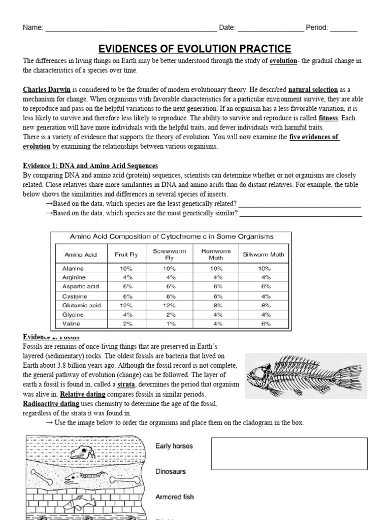 Evidence of Evolution Worksheet | PDF | Evolution | Genetics