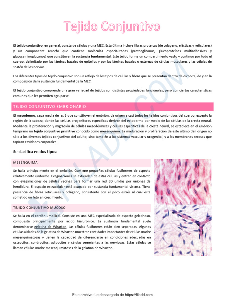 Tejido Conectivo | PDF | Tejido conectivo | Colágeno