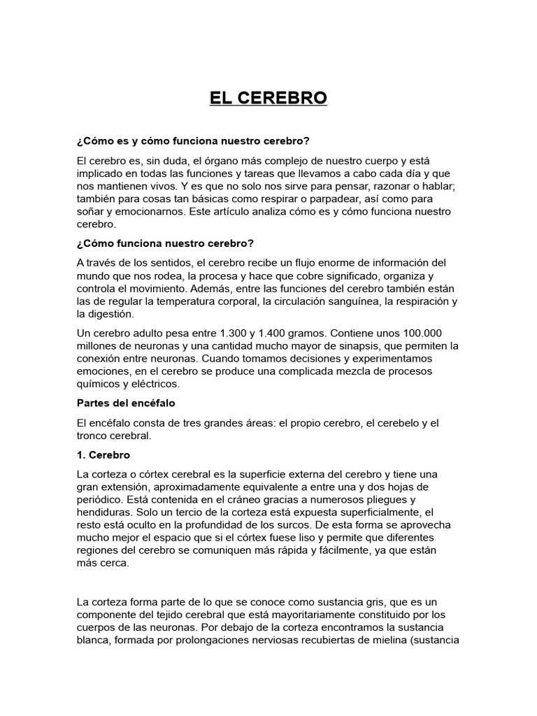 El Cerebro | PDF | Cerebro | Neurona