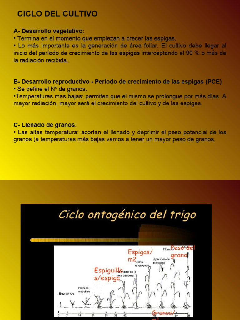 PARTE 2 - Trigo 2020 | PDF