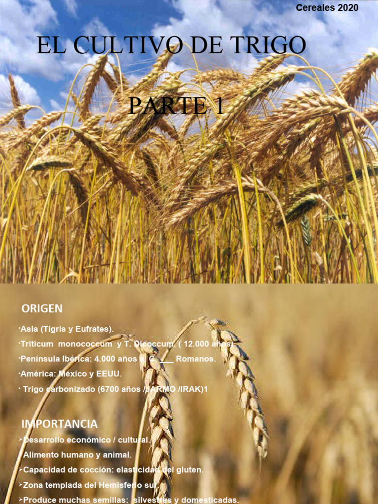 Trigo Parte I | PDF | Trigo | Alimentos basicos