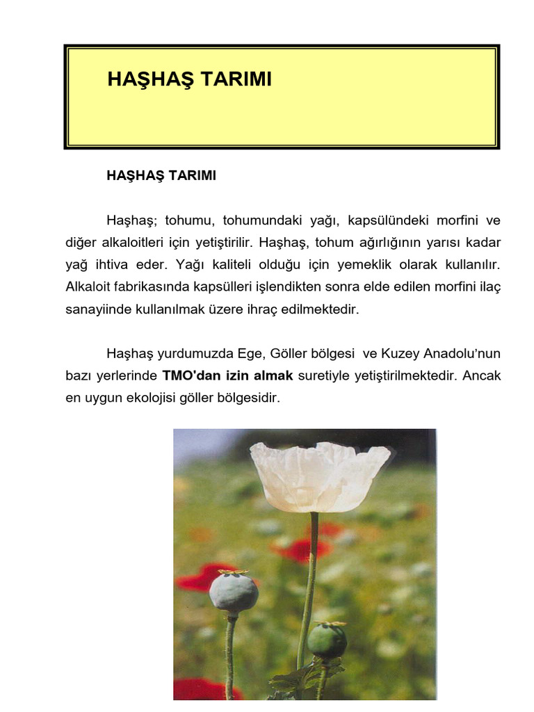 Hashas Tarimi | PDF