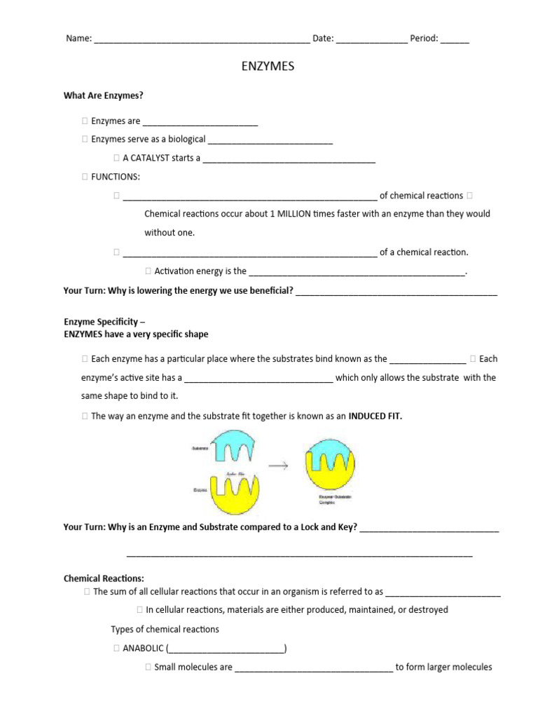 Biochemistry Enzymes Notes | Download Free PDF | Enzyme | Active Site