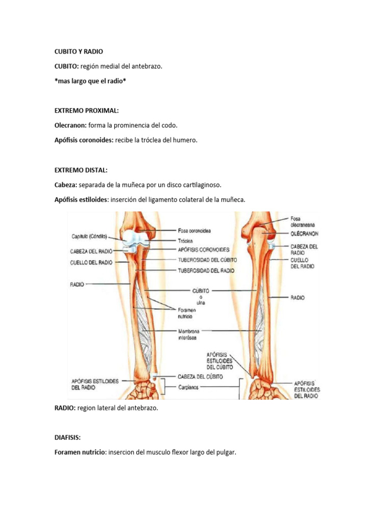 Arti Codo Cubito Y Radio Imprimir Anatomia Pdf