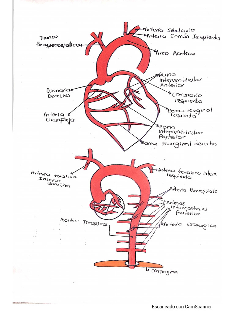 Dibujo Arterias | PDF