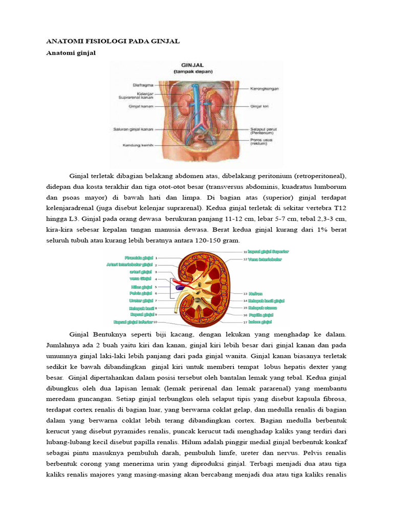 Anatomi Fisiologi Pada Ginjal | PDF | Kesehatan Holistik