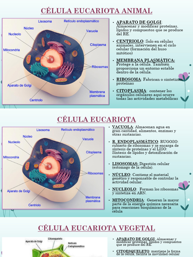 LA CÉLULA ANIMAL Y VEGETAL | PDF | Biología Celular) | Citoplasma