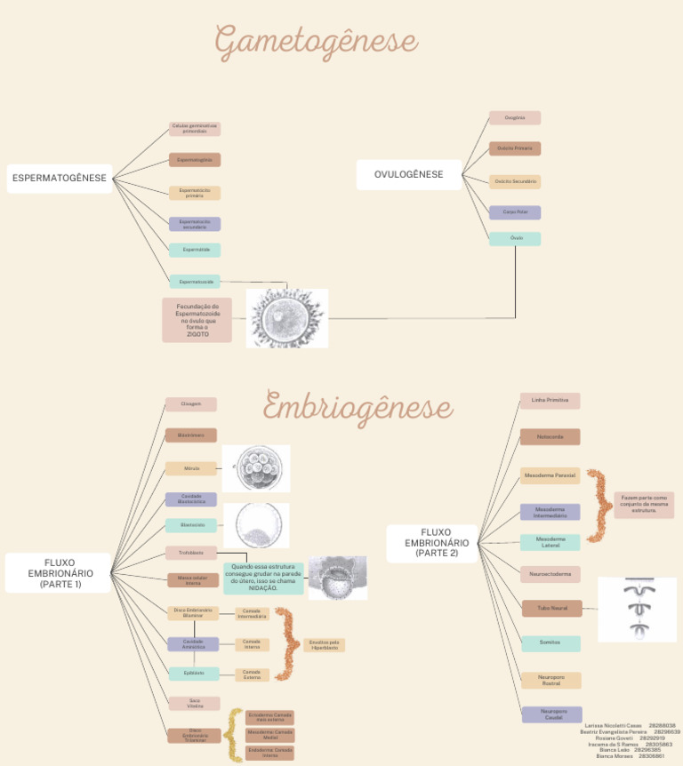 Mapa Mental de Gametogênese e Embriogênese | PDF | Mudança | Processos ...