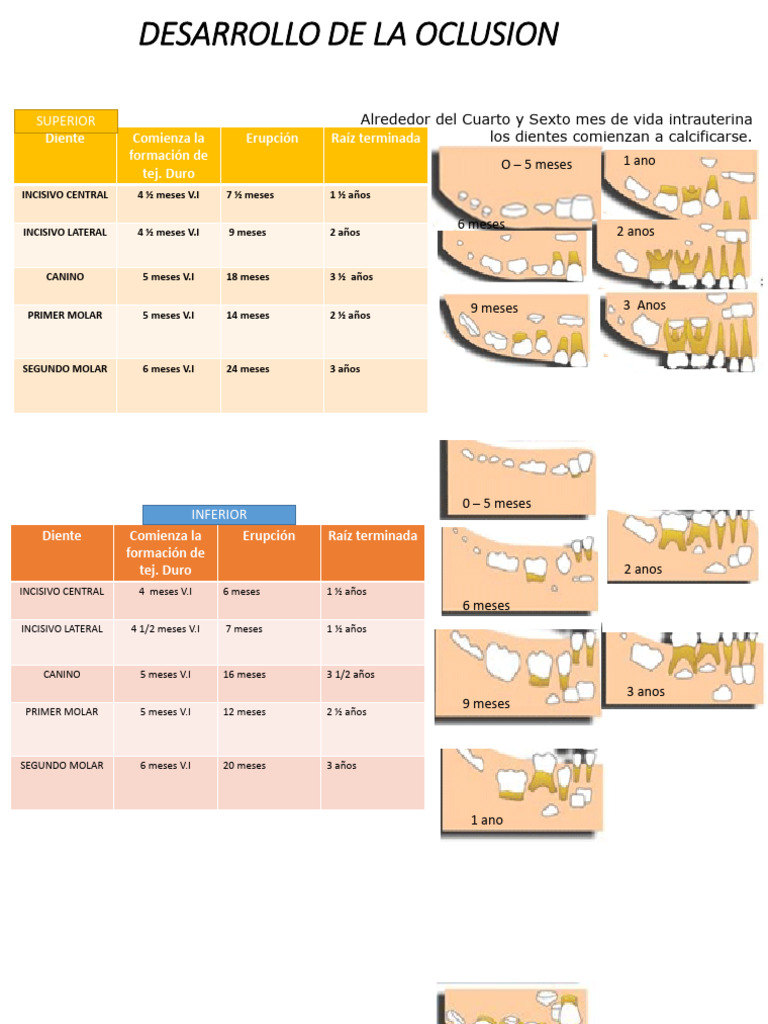 Desarrollo de La Oclusion | PDF | Odontología | Boca