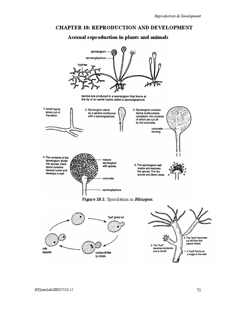 Asexual Reproduction in Plants and Animals Chapter 18: Reproduction and ...