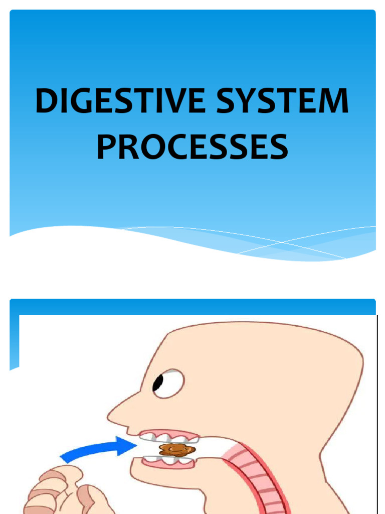 Digestive System Processes Explained | PDF | Digestion | Human ...