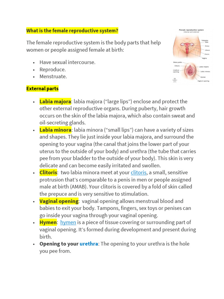 What Is The Female Reproductive System?: External Parts | PDF | Vagina ...