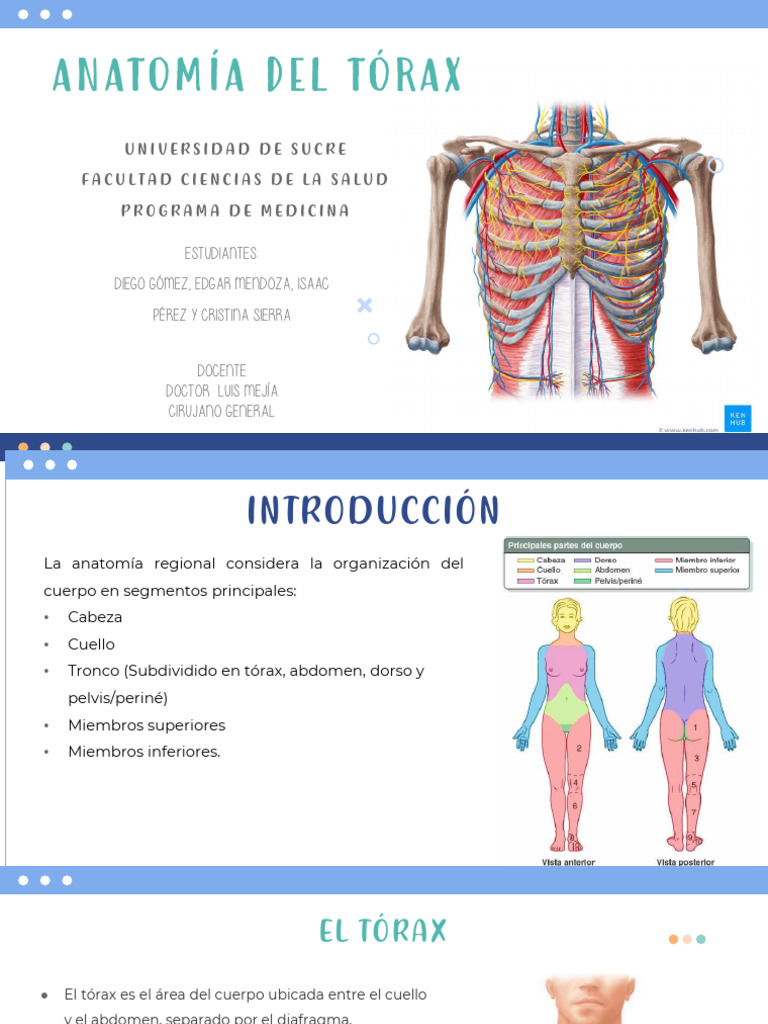Anatomía y Estructura del Tórax | PDF | Tórax | Articulación