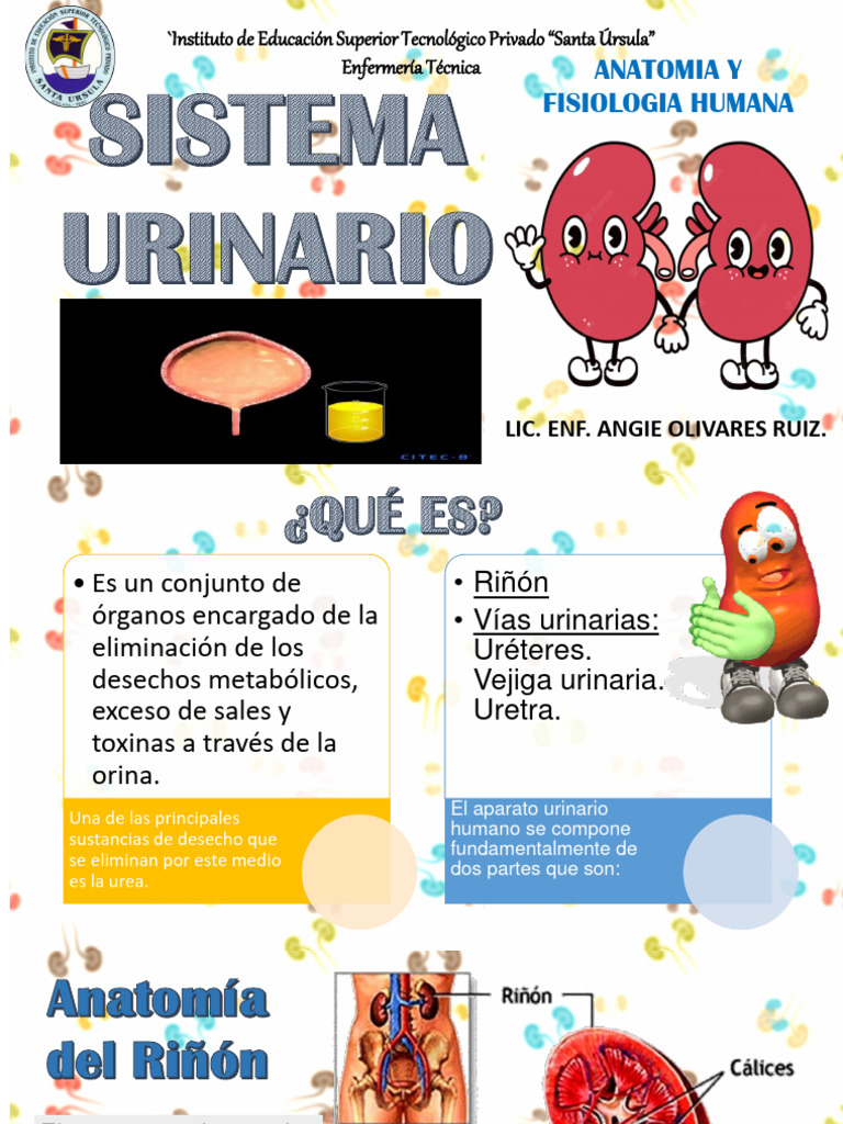 Anatomía y Función del Sistema Urinario | PDF | Riñón | Sistema urinario