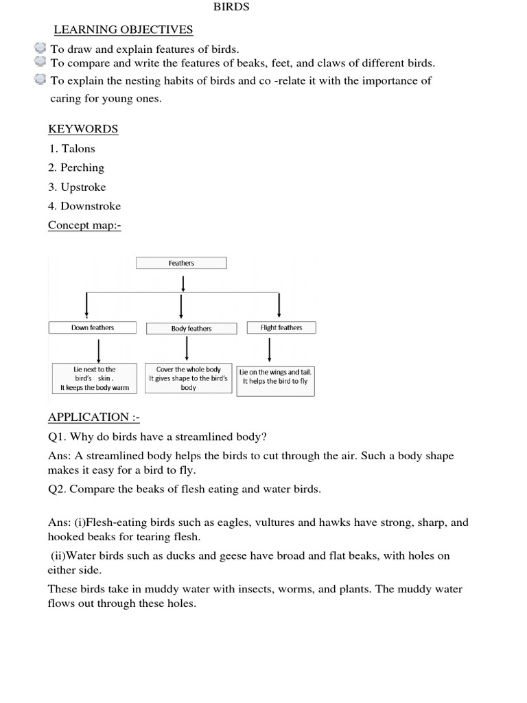 Grade 3 - Birds Notes | PDF