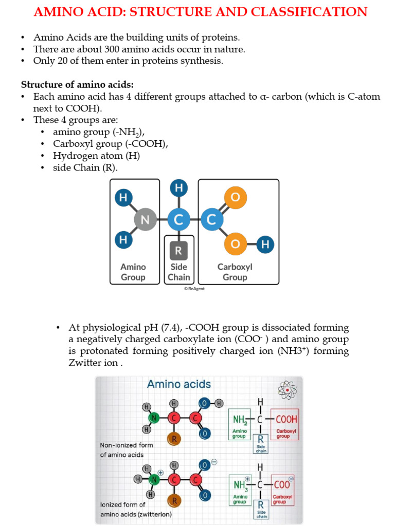 Amino Acids | PDF