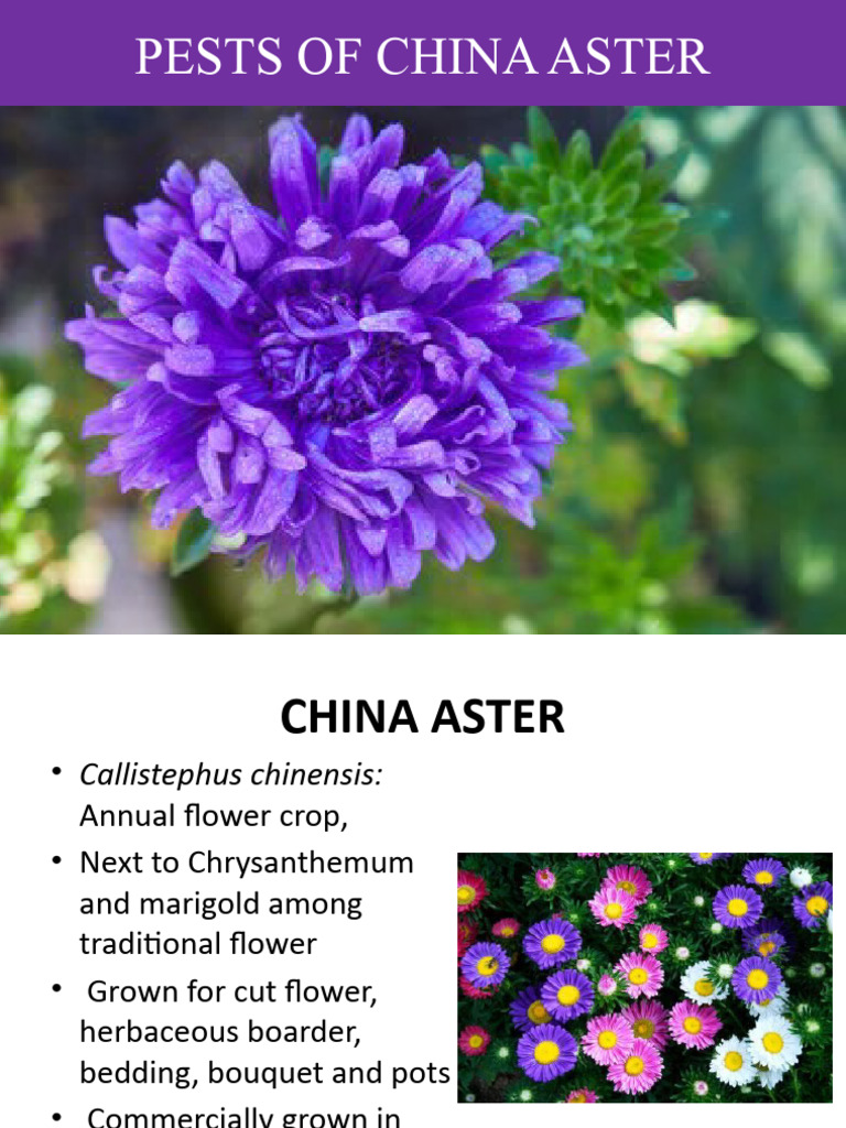 China Aster | PDF | Flowers | Lepidoptera