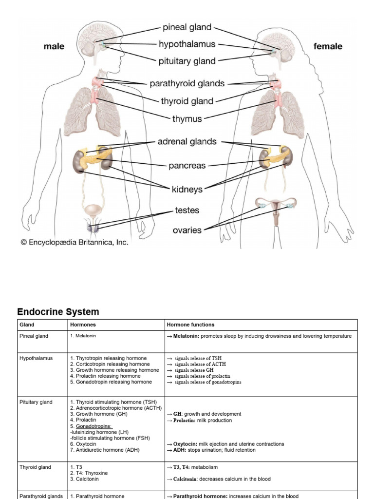 Endocrine System | PDF | Endocrine System | Hormone