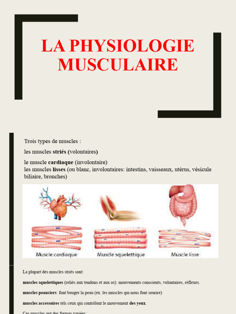Physiologie Musculaire : Types et Contractions | PDF | Muscle squelettique | Contraction du muscle