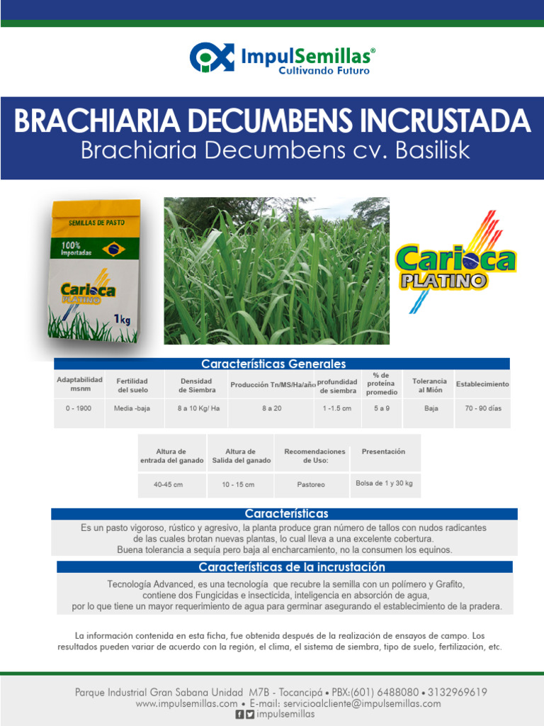 Ficha Tecnica Decumbens Incrustada Ba | PDF | Siembra | Botánica