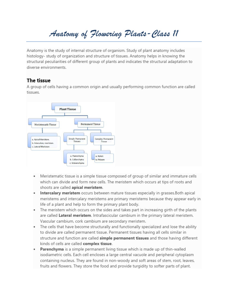 Anatomy of Flowering Plants-Class 11 | PDF | Tissue (Biology) | Plant Stem