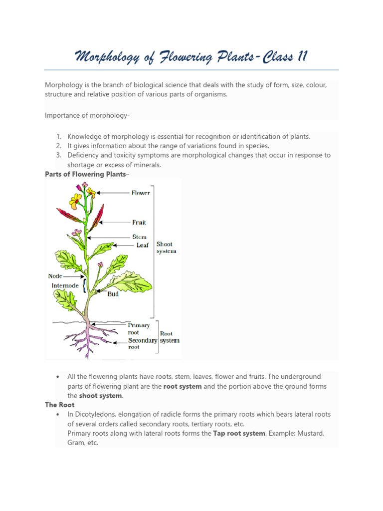 Class 11 Morphology of Flowering Plants | PDF | Leaf | Seed