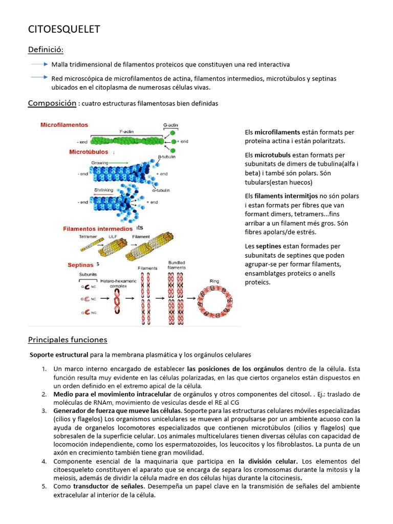 Estructura y Funciones del Citoesqueleto | PDF | Microtúbulos | Actina