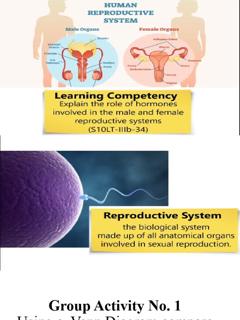 Reproductive Systems Comparison Activities | PDF | Computers