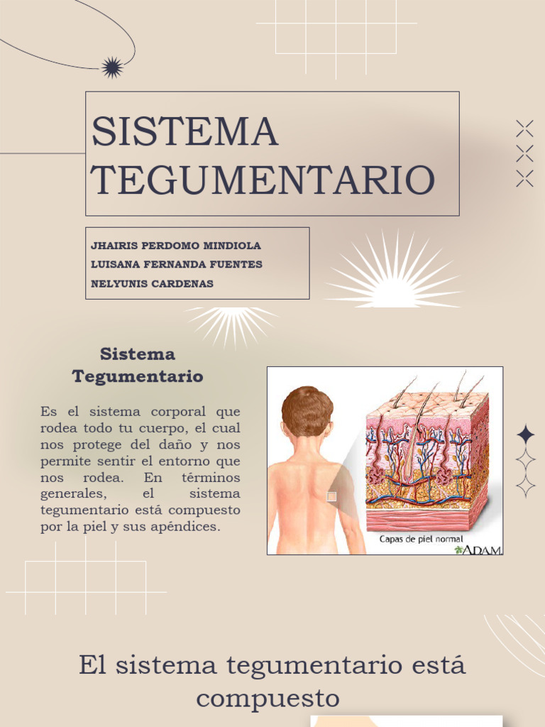 Presentacion Sistema Tegumentario | PDF