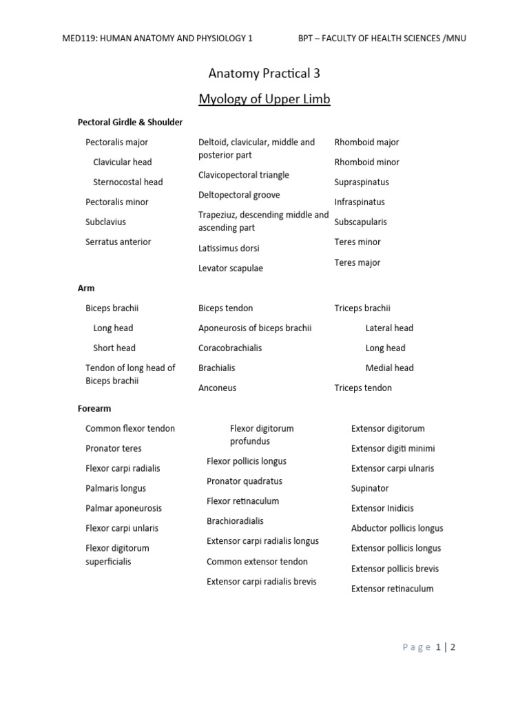 Practical 3 - Myology of Upper Limb | PDF | Thumb | Human Anatomy