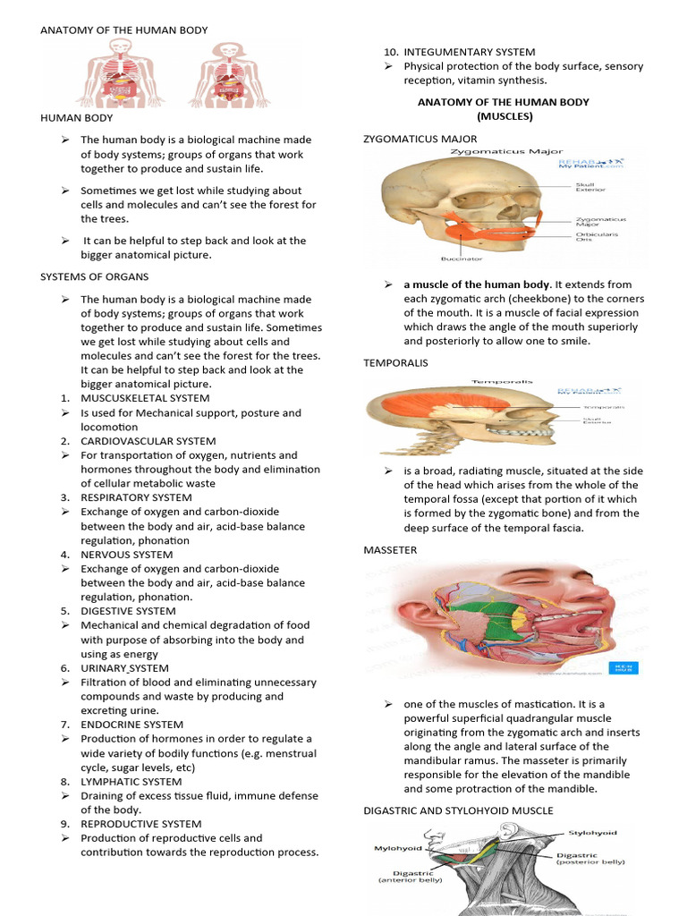 Overview of Human Body Systems | PDF | Human Leg | Ankle