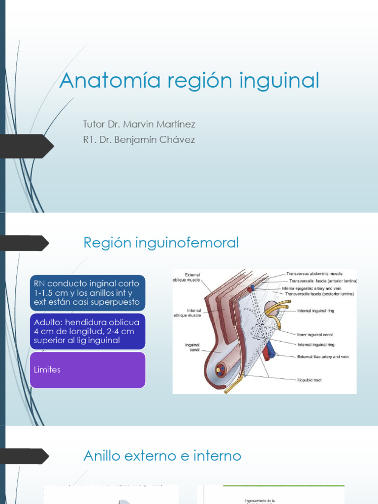 Anatomía Región Inguinal | PDF | Abdomen | Sistema musculoesquelético