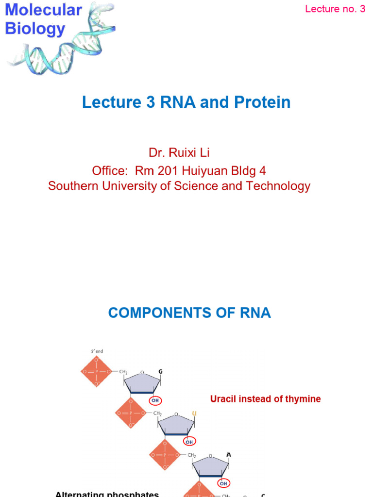 Lecture 3 - RNA & Protein | PDF | Beta Sheet | Rna