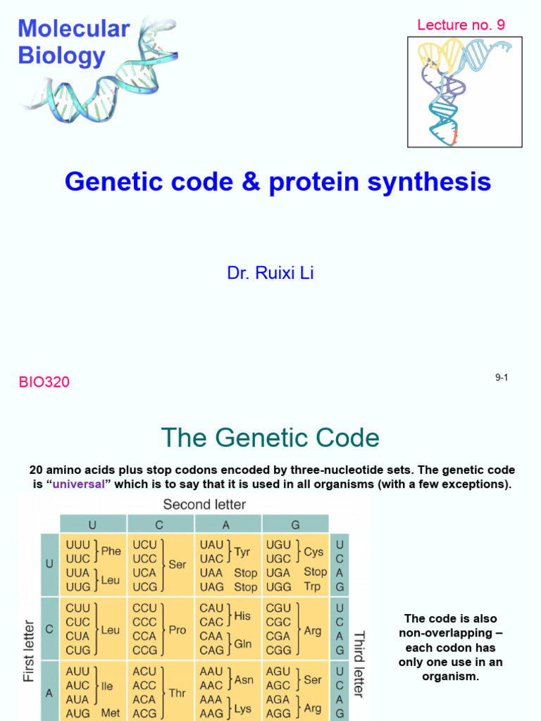 lecture9 Genetic code & protein synthesis | PDF | Translation (Biology) | Ribosome
