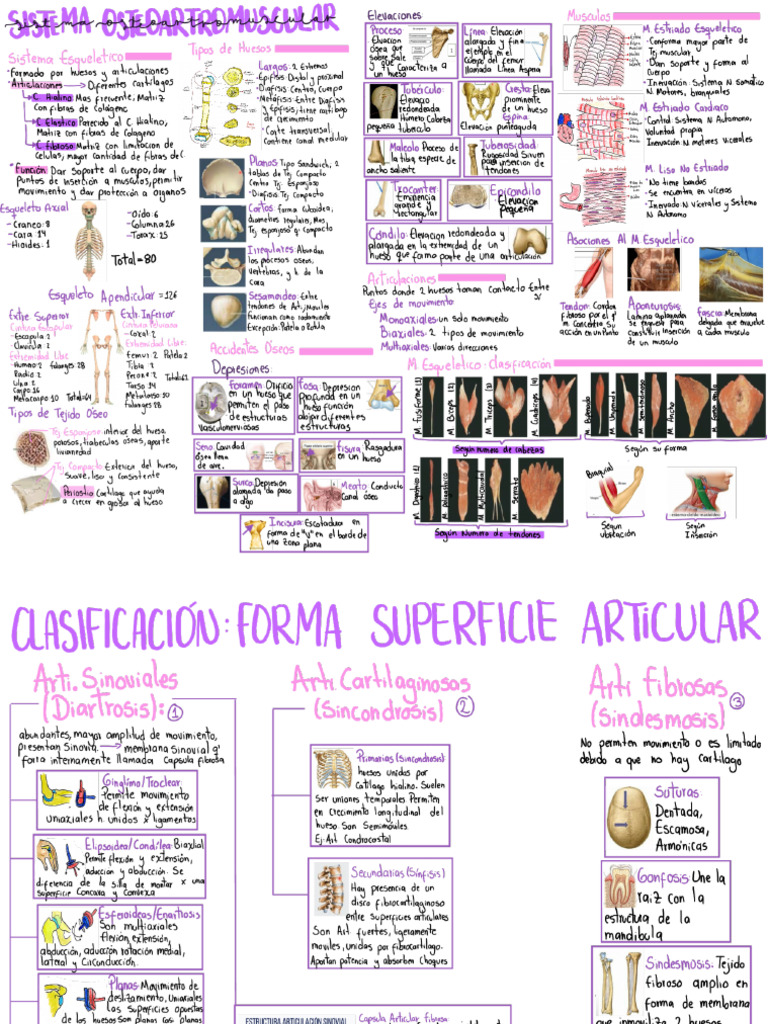 3 Sistema Osteoarticular | PDF