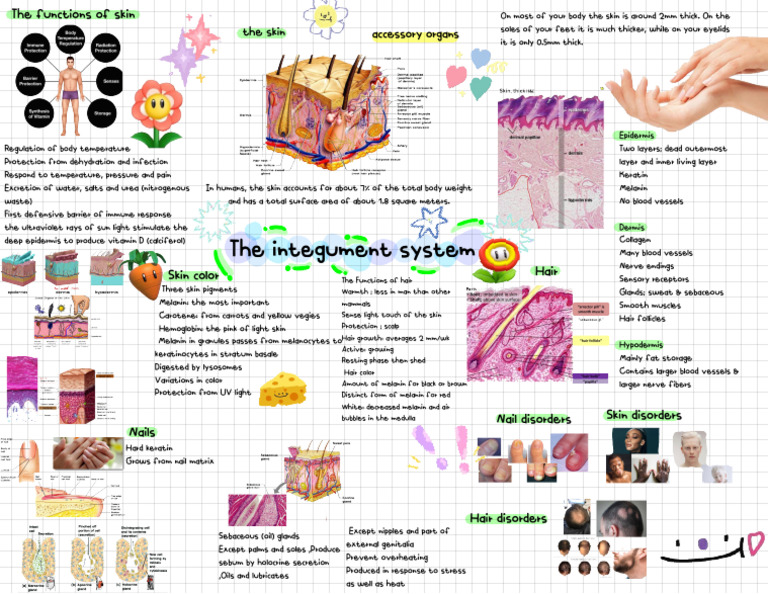 The Integument System: The Skin Accessory Organs | PDF | Skin | Organ ...