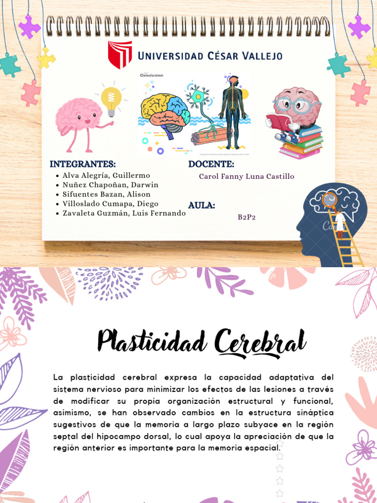 Organizador Visual - Plasticidad Cerebral - Neuropsicologia | PDF