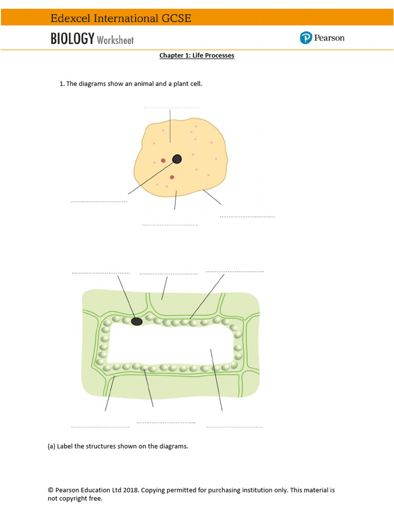IGCSE - Bio - Worksheet 1 - Life Processes | PDF | Cell (Biology) | Enzyme