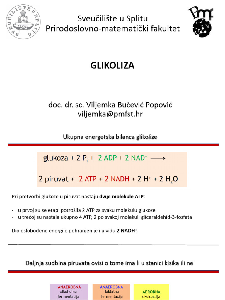 Glikoliza - Nastavak - Glukoneogeneza | PDF