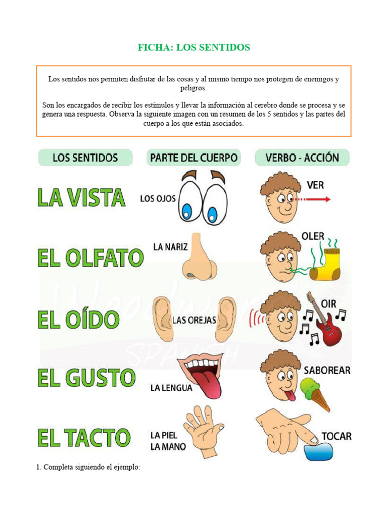 Ficha Ciencias - Los Sentidos | PDF