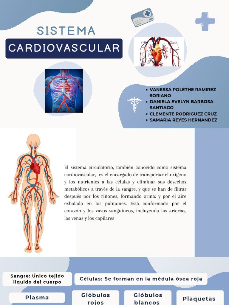 Sistema Cardiovascular: Estructura y Función | PDF | Corazón | Sistema ...