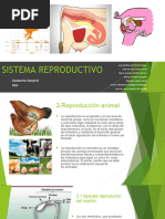 Fisiologia Del Gallo | PDF | Testículo | Pene