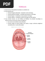 Anatomia Tonsilas | PDF | Nervo | Órgão (anatomia)