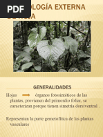 Estructura y Tipos de Limbo en Hojas | PDF | Hoja | Botánica